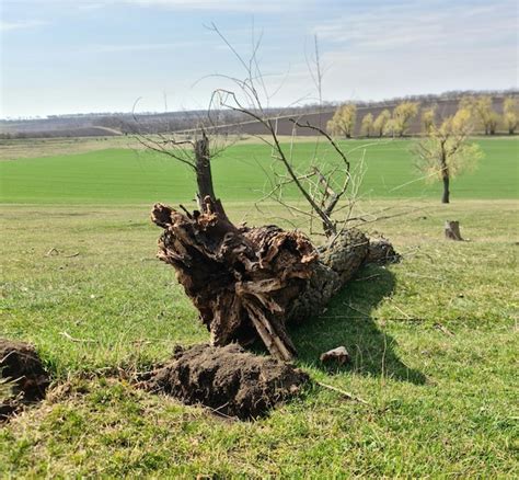 Premium Photo A Large Tree Stump Is In The Middle Of A Field And The Grass Is Cut Down