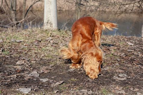 Cocker Spaniel Hunting In Nature Energetic Gun Dog In Action Stock