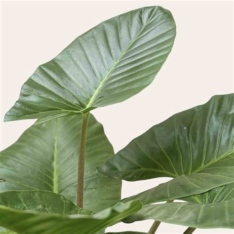 خرید و قیمت گیاه بابا آدم با قیمت مناسب از نادی گاردن