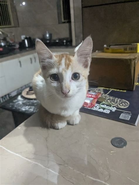 Rijfas Github Io Cats