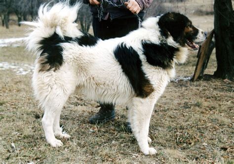 Herdenschutzhundrasse Karakachan HSH Hilfe E V