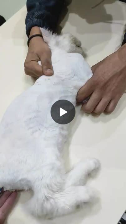 Permethrin Toxicity In A Cat Presented With Severe Tremors Hyperthermia And Mydriasis