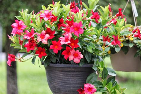 Red And White Dipladenia Beautiful Tropical Plants For Your Yard