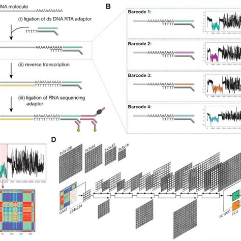 Pdf Barcoding And Demultiplexing Oxford Nanopore Native Rna