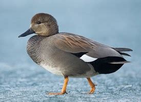 Gadwall Identification All About Birds Cornell Lab Of Ornithology