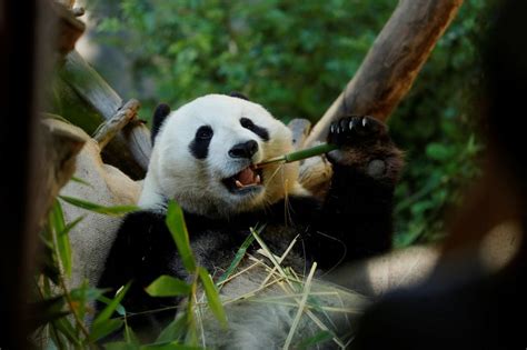 For Pandas It S Been Two Thumbs Up For Millions Of Years