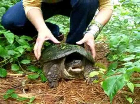 How to move a snapping turtle...or not - YouTube