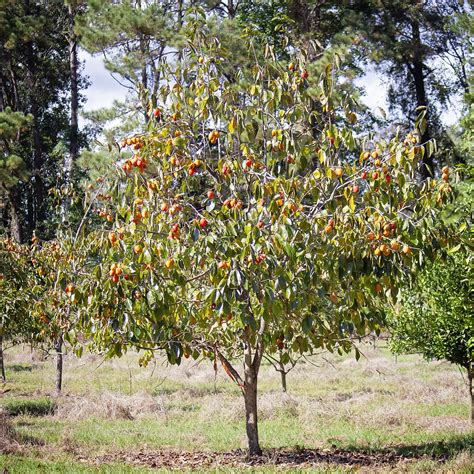 Persimmon Tree American Persimmon Diospyros Virginiana