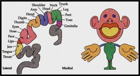 Central Nervous System Cerebral Cortex Sensory Areas Multimodal Association Areas Cerebral