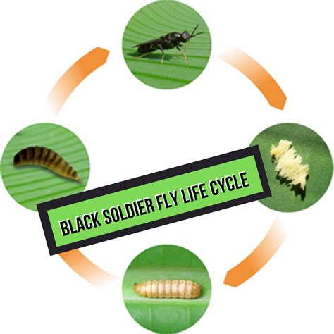 Fly Life Cycle Aquatic Midge Fly Life Cycle Florida Waterways