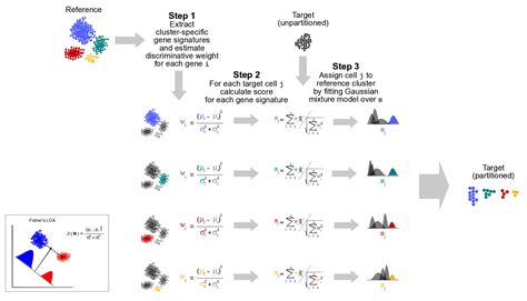 Scid R Library That Enables Identification Of Equivalent Cell