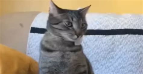 Mom Puts Gps Tracker On Cat And Discover Hes Living A Double Life