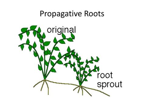 Ppt Roots Powerpoint Presentation Id2254032