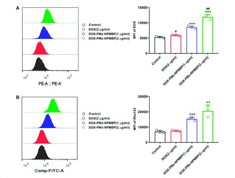 Dox Pms Npmbp Promotes The Intracellular Retention Of Dox In