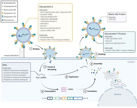 Evolution Of Nipah Virus Infection Past Present And Future