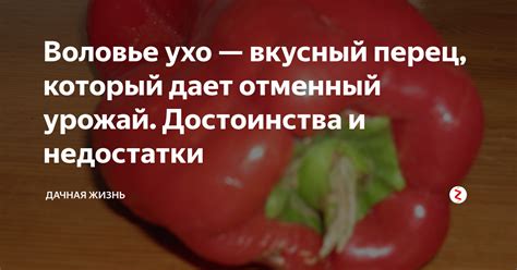Воловье ухо — вкусный перец, который дает отменный урожай. Достоинства ...