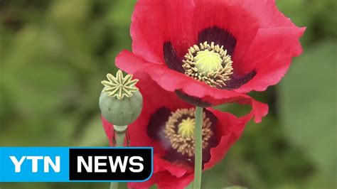 [단독] 양귀비 특별단속 기간 신고해도 구별 못 한 경찰 Ytn Youtube