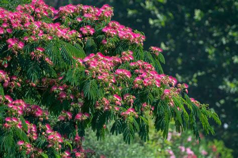 Albizia Julibrissin Rosea Seeds Pink Silk Tree 10 Seeds 42 OFF