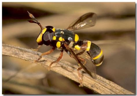 Honey Fly Or Wasp Mimicking Hover Fly Lochman Transparencieslochman Transparencies