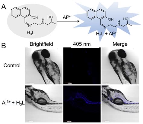 Fluorescent Sensors For Detecting And Imaging Metal Ions In Biological Systems Recent Advances