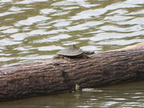 Sabine Map Turtle Texas Turtles