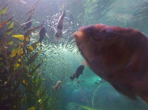 Bootcamp Notes Day 3 Wed React Week 1 Glossary