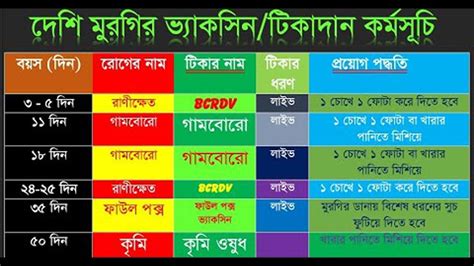 দেশি মুরগির ভ্যাকসিন তালিকা ও টিকা দেবার নিয়ম Vaccine For Chicken Youtube