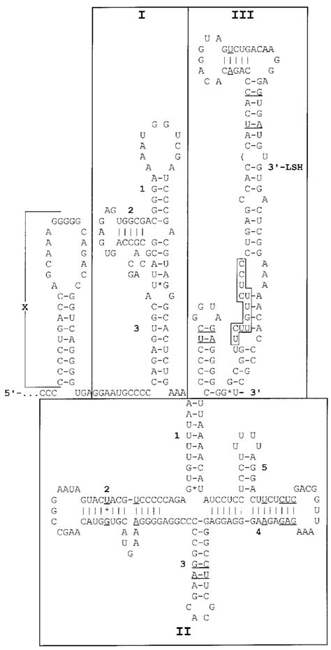 Proposed Secondary Structure For Sequences Of The 3′ Utr Of The Tbe