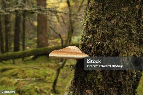 자작 나무 Polypore Fomitopsis Betulina 브래킷 곰팡이 곰팡이 버섯 Toadstool 이끼 낀 자작 나무 숲의 삼림 지대 10 월 이내에 0명에 대한
