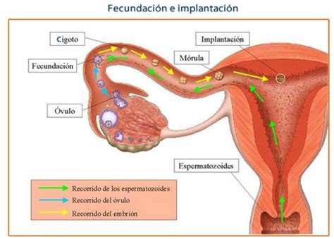 Proceso De Fecundacion Embarazo
