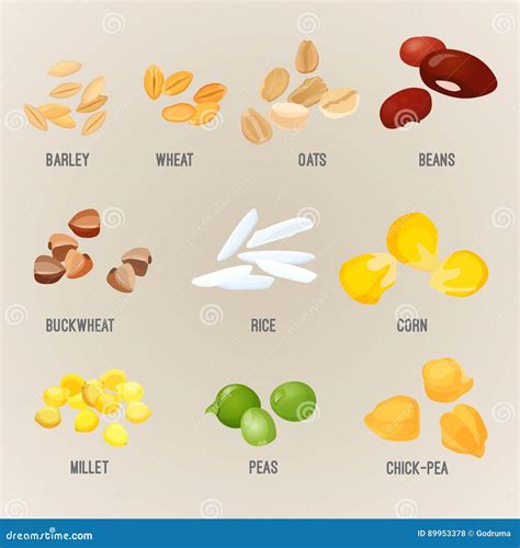 Cereals Piles Of Types Colorful Flat Vector Poster Stock Vector Illustration Of Barley Eating