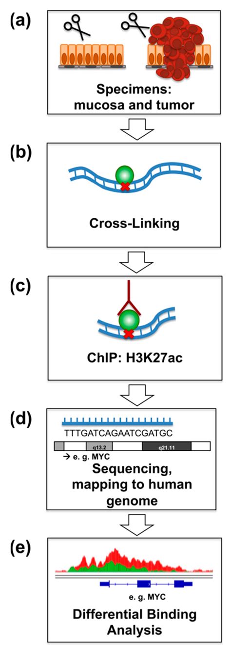schematic representation of the chip seq experiments a specimens