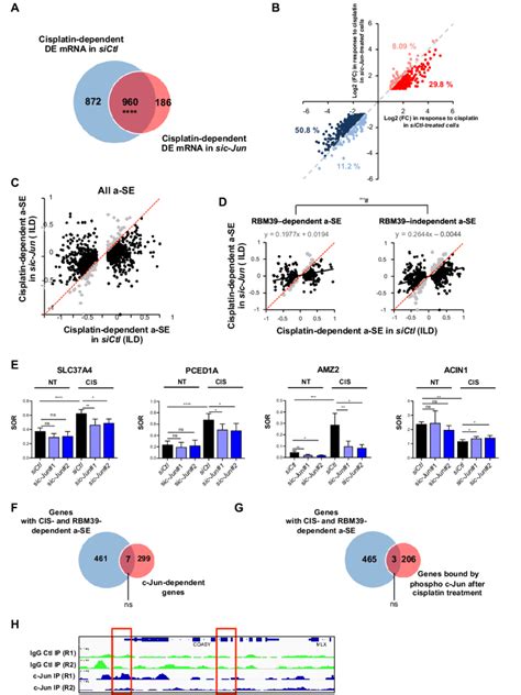 C Jun Participates In The Effects Of Cisplatin On Gene Expression And