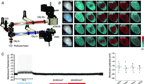 Targeted Optogenetic Manipulation Of Cardiac Conduction A Scheme Of Download Scientific
