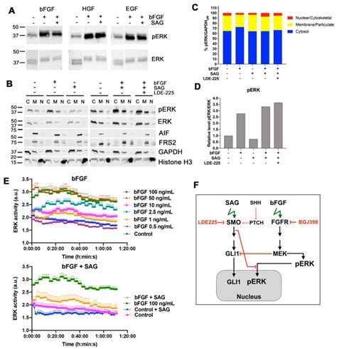 Smo Activation Represses Nuclear Erk Activity After Bfgf Stimulation