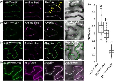 C68 Is Essential For Mptmv Plasmodesmatal Localization Localization Of Download Scientific