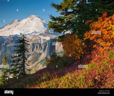 Mount Baker Snoqualmie National Forest Wa Mount Baker From Artists Ridge Trail In Autumn Stock
