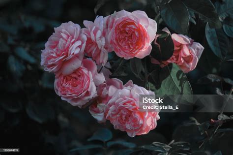 여름 정원에서 피는 분홍색 영어 장미 가장 향기로운 꽃 중 하나 최고의 냄새 아름답고 낭만적 인 꽃 0명에 대한 스톡 사진 및 기타 이미지 Istock