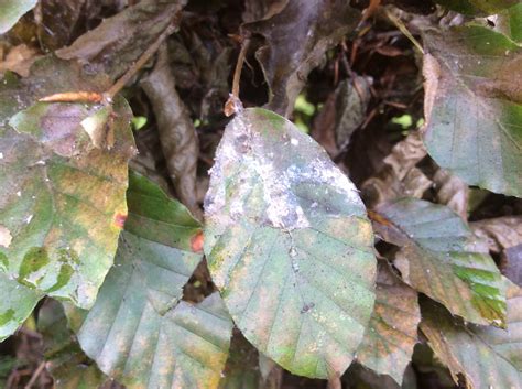 Copper Beech Disease At Jerry Hui Blog