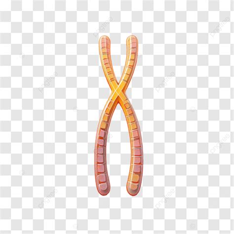 Model Chromosome 3d Chromosome Chromosome 3d Chromosome Icon Png
