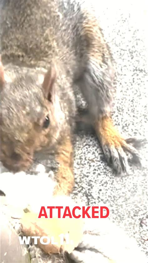 San Francisco Neighborhood Issues Alert For Bad Squirrel