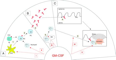 Contribution Of Gm Csf To Pathogenesis Of Experimental Eba Schematic
