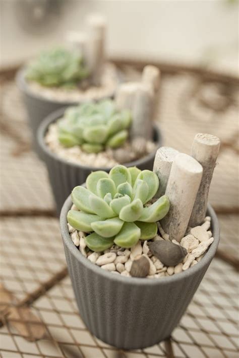 Pin by ganesha sorteesabedoria on FLORES&PLANTAS | Succulent ...