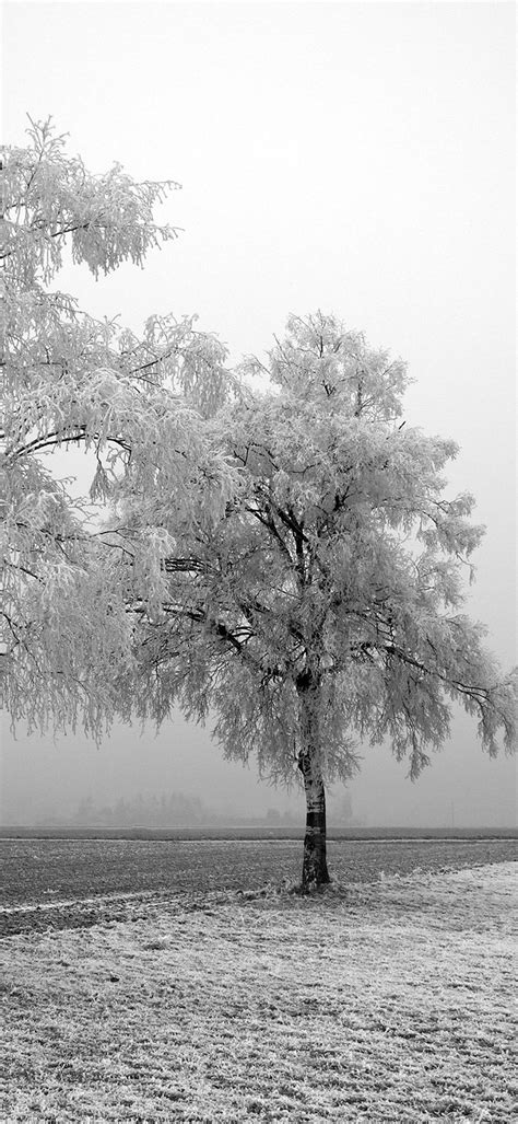Frozen Trees [1080x2340]