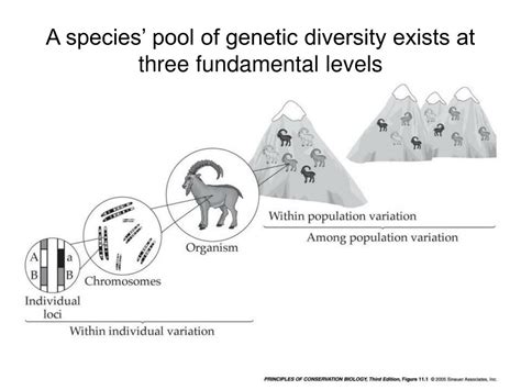 Ppt Conservation Genetics Powerpoint Presentation Free Download Id
