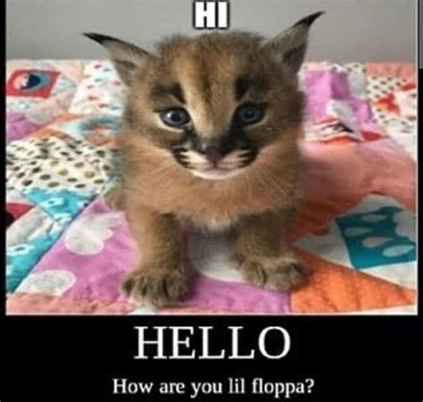 Lil Floppa Scrolller