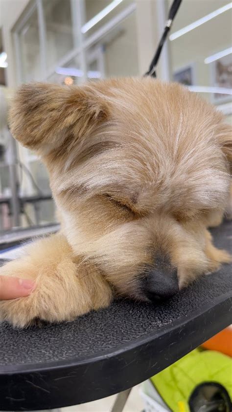 김포애견미용학원 그루밍앤독 견생역전 순딩모드 앵그리모드 베어는 미용시간에 잠만잤다~~~~아 김포한강신도시 구래동 애견미용 애견미용학원 비숑