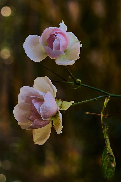 1230669 Fuzul Basci Flickr