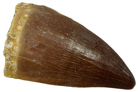 1 85 Fossil Mosasaur Prognathodon Tooth Morocco 247908 For Sale