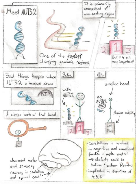 Evolution And Autism Evolutionshorts